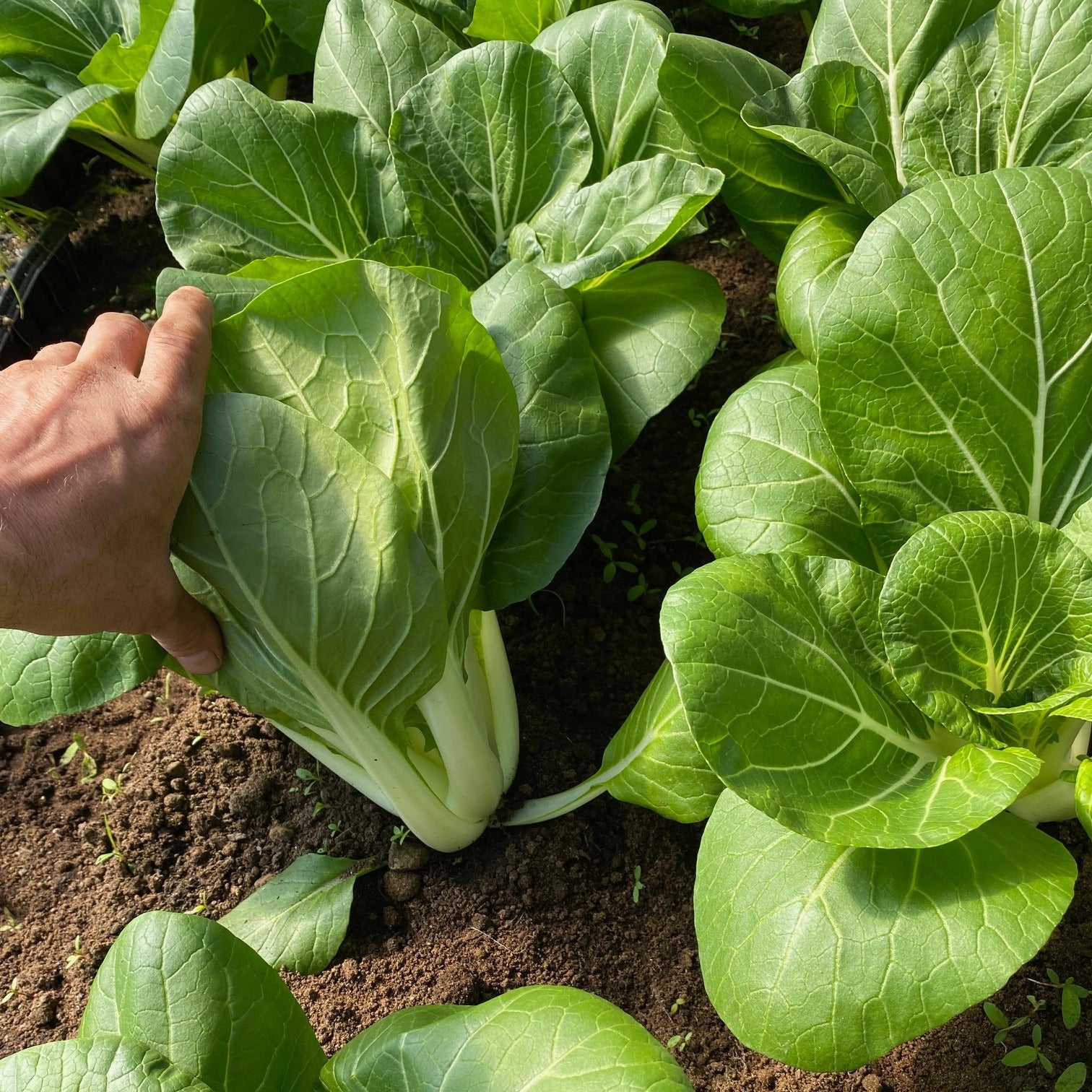 Pac Choi Noodle Salad – Tofino Ucluelet Culinary Guild